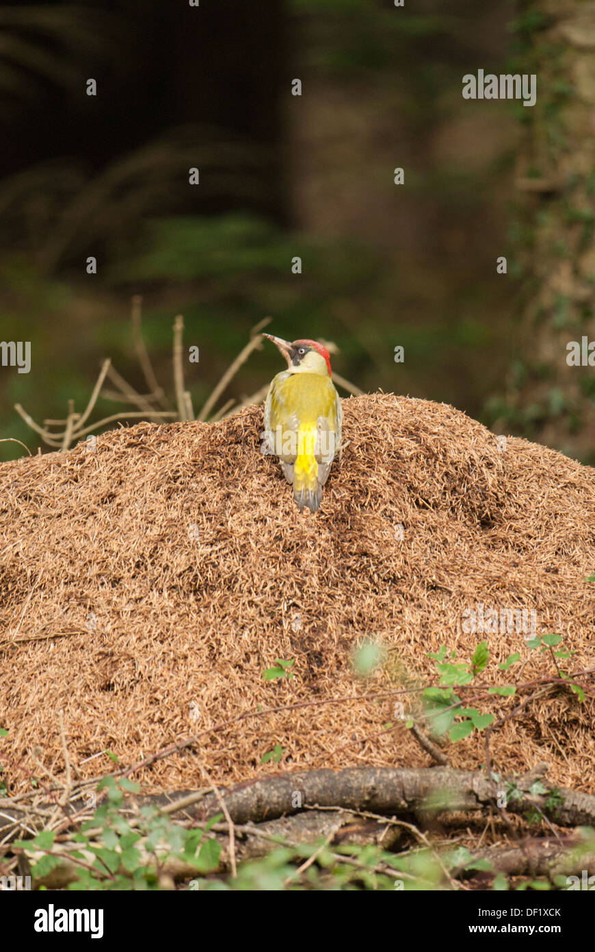 Female Green Woodpecker on Anthill Stock Photo - Alamy