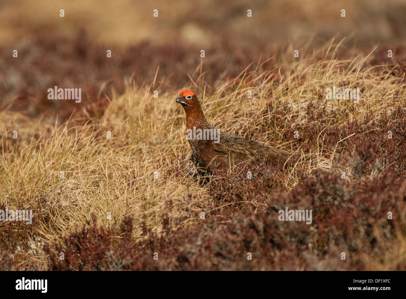 Male Grouse in Heather Stock Photo - Alamy