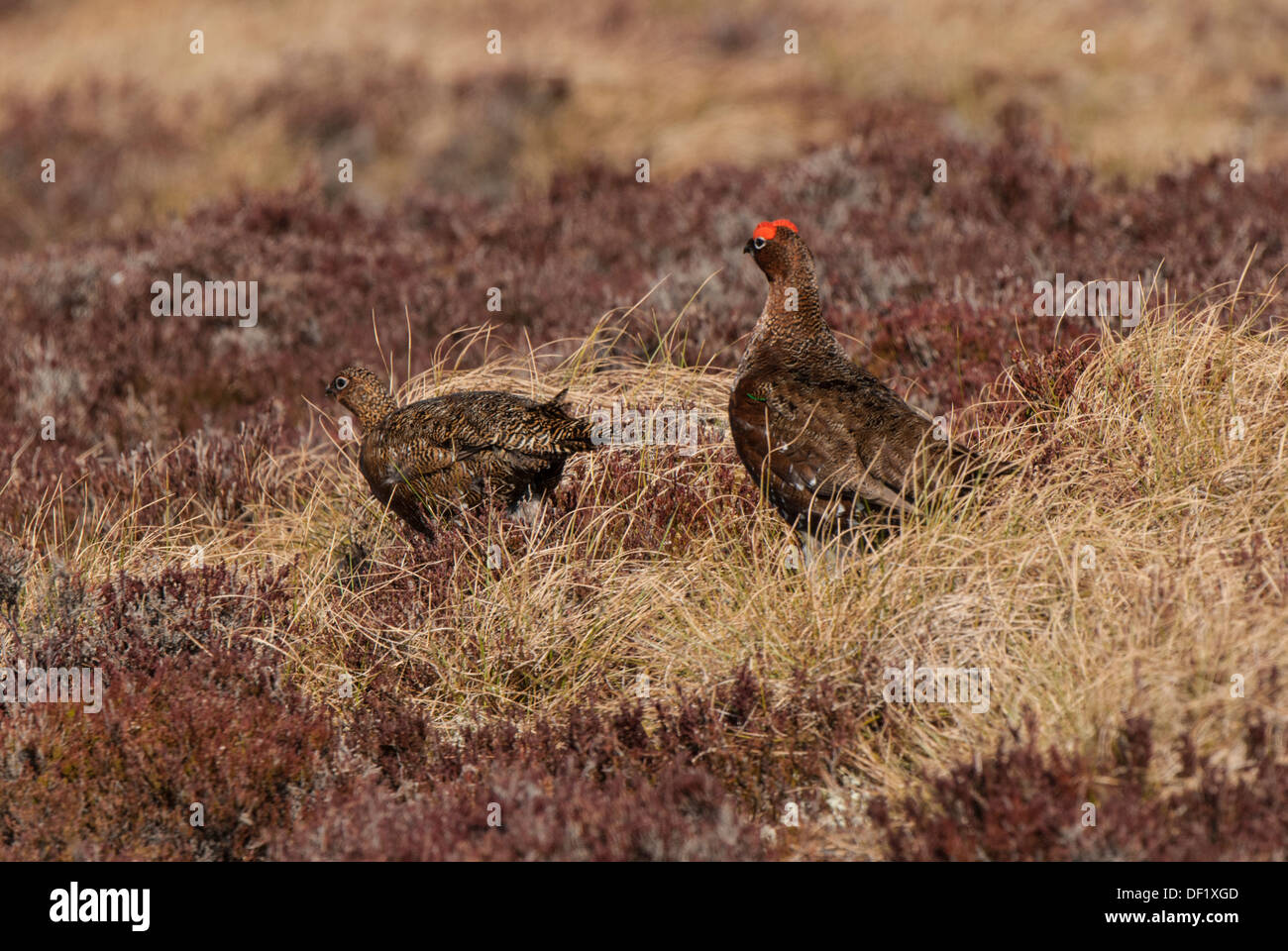 Male and Female grouse in heather Stock Photo - Alamy