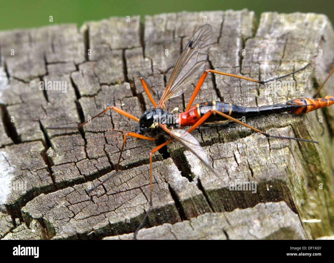 Detailed close-up of the male Tanyptera atrata crane fly Stock Photo ...