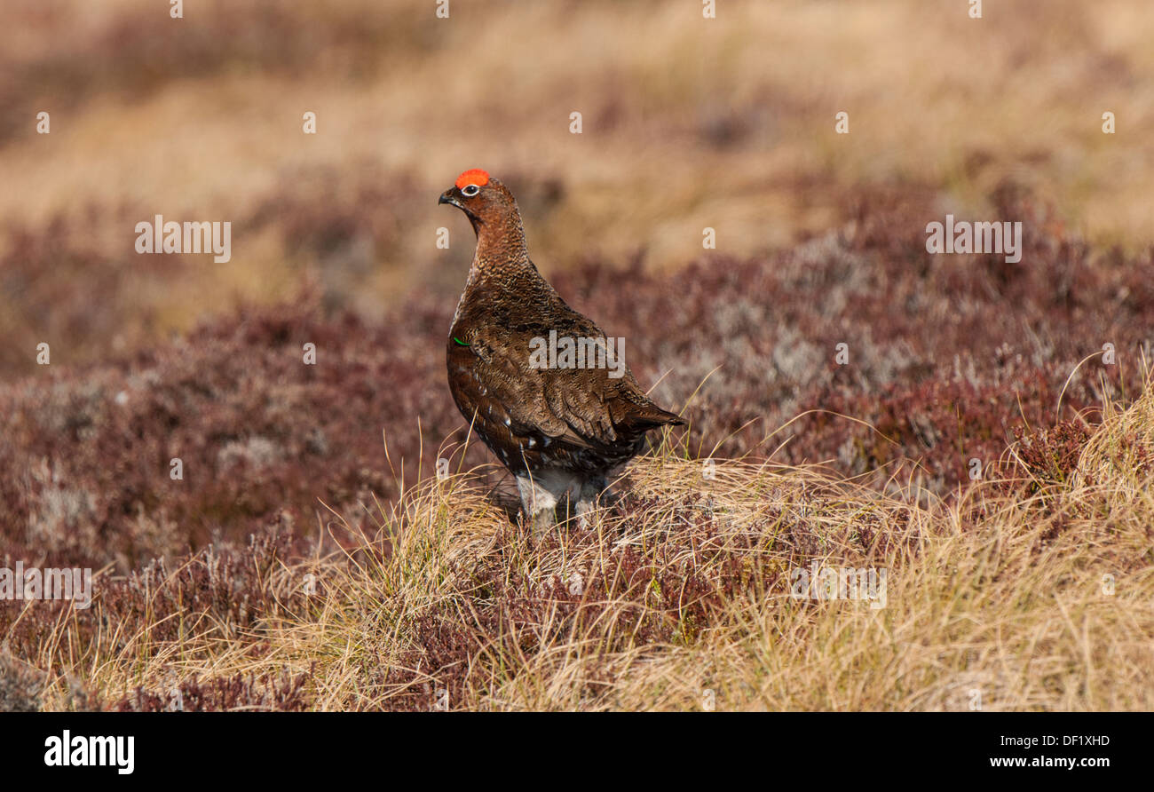 Male Red Grouse in Heather habitat Stock Photo - Alamy