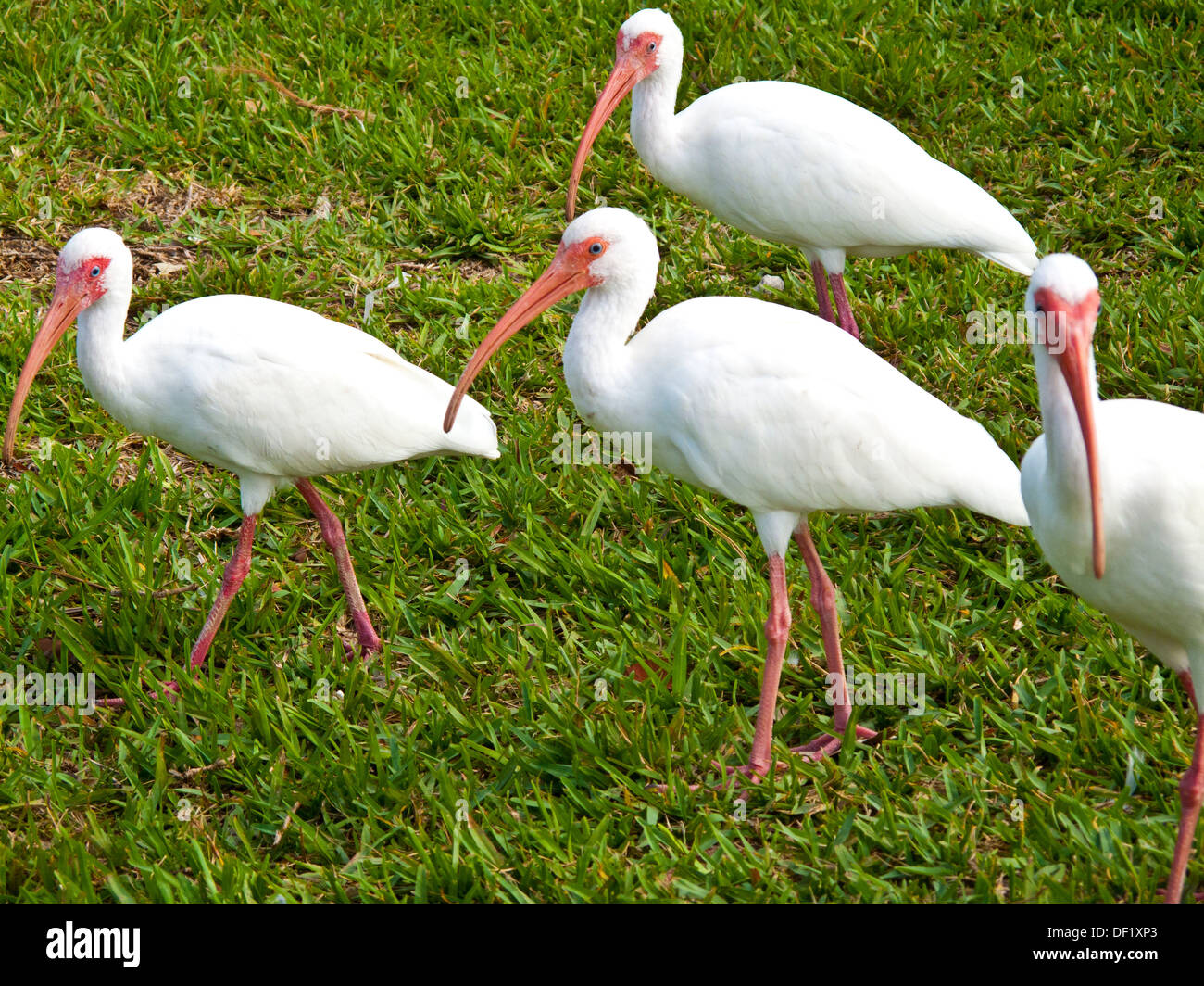 Ibis with insect hi-res stock photography and images - Alamy