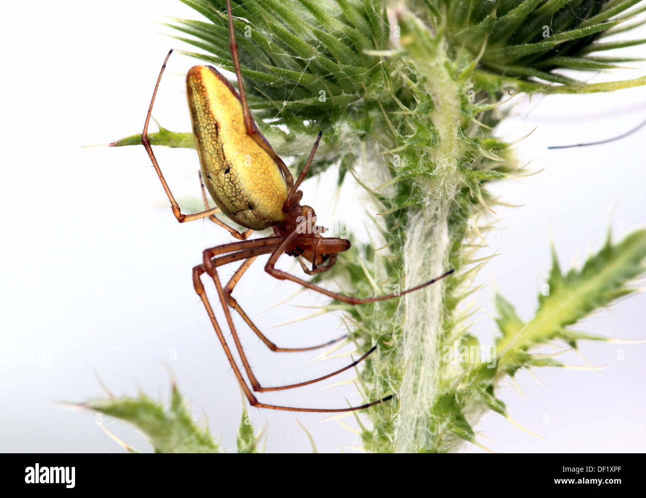 Close-up macro of the female common stretch spider (Tetragnatha extensa ...
