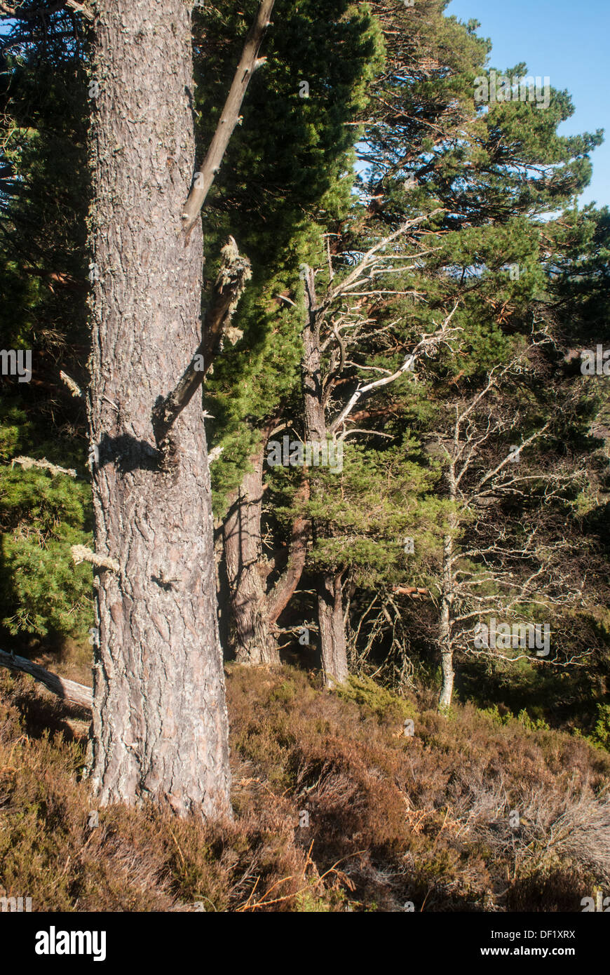 Caledonian Woodland High Resolution Stock Photography and Images - Alamy