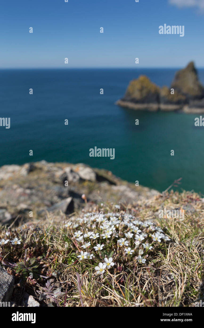 Spring Sandwort; Minuartia verna; Cornwall; UK Stock Photo - Alamy