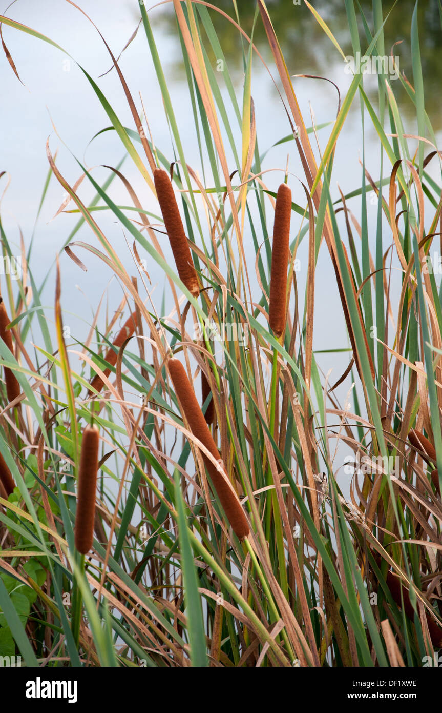 Bed riverside river hi-res stock photography and images - Alamy