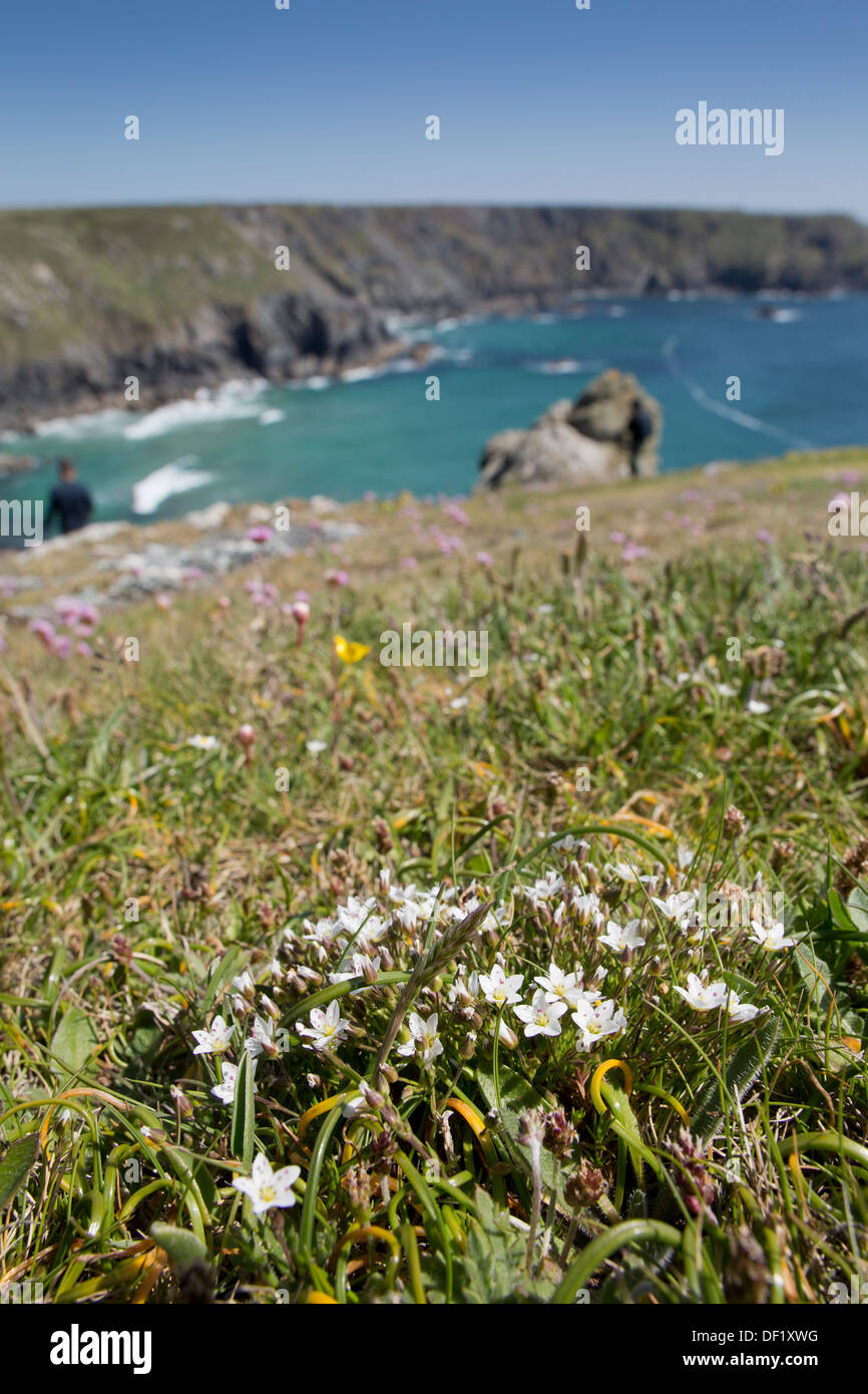 Minuartia verna hi-res stock photography and images - Alamy