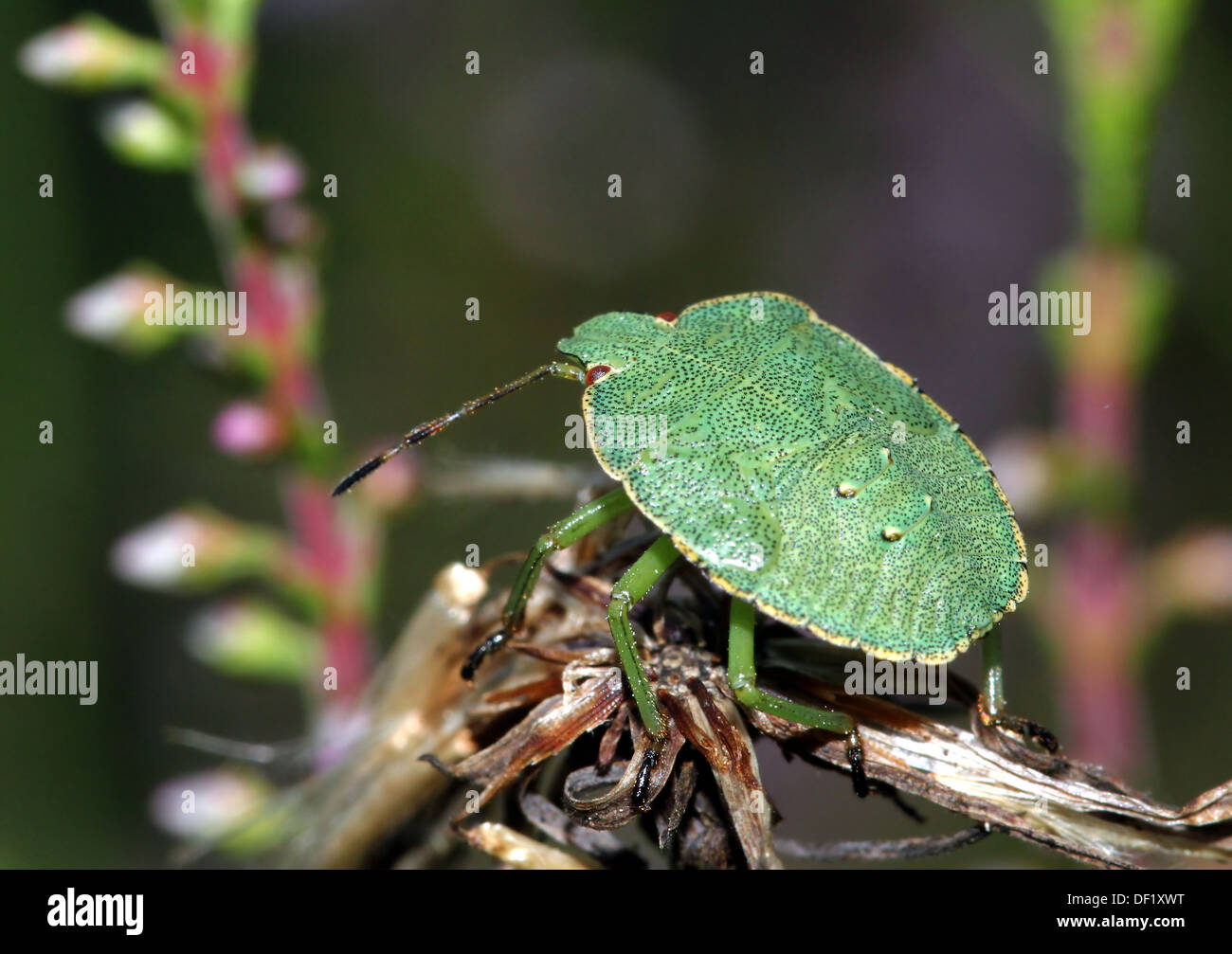Close-up of a nimph of the Green Shield Bug (Palomena prasina) posing ...