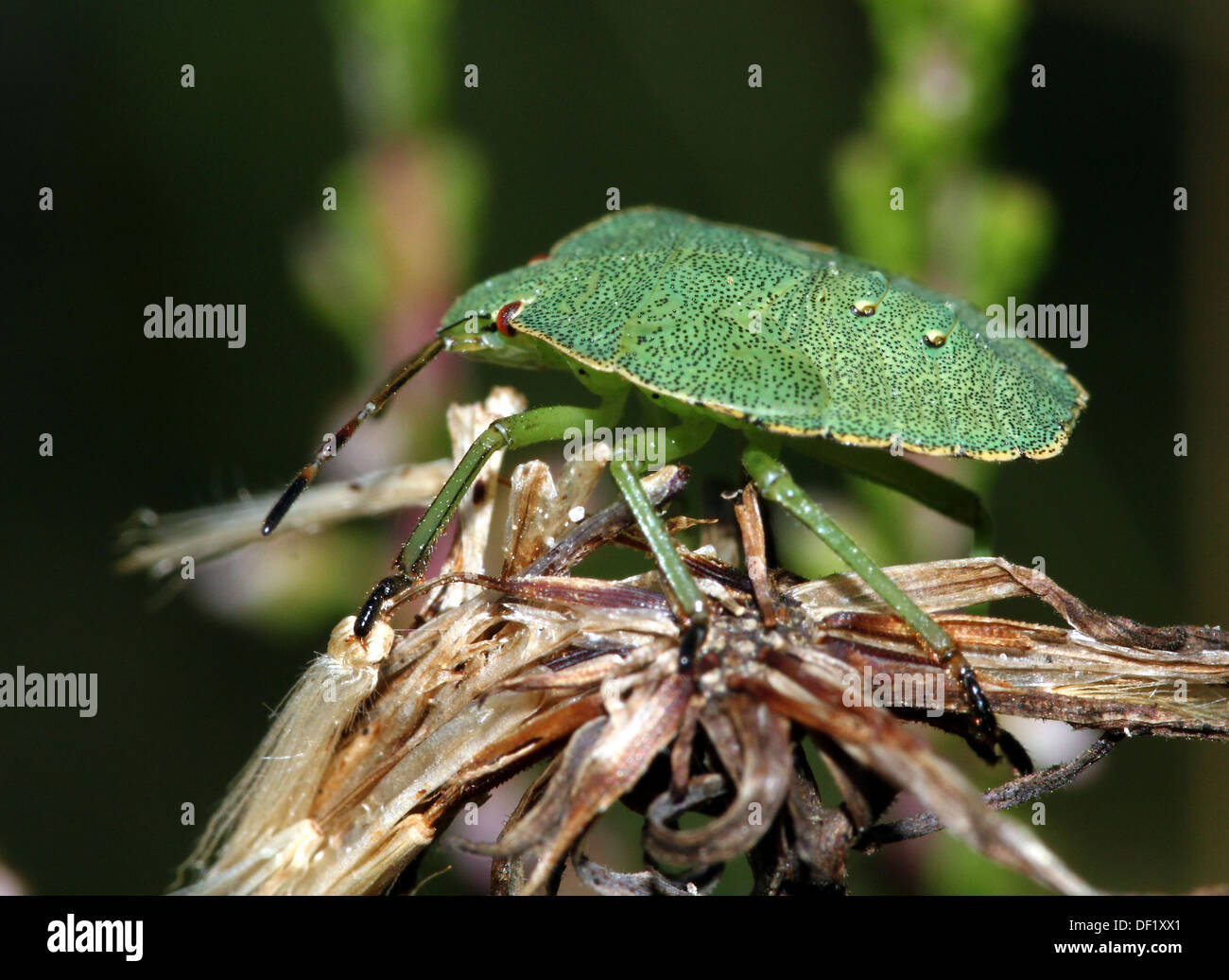 Close-up of a nimph of the Green Shield Bug (Palomena prasina) posing ...