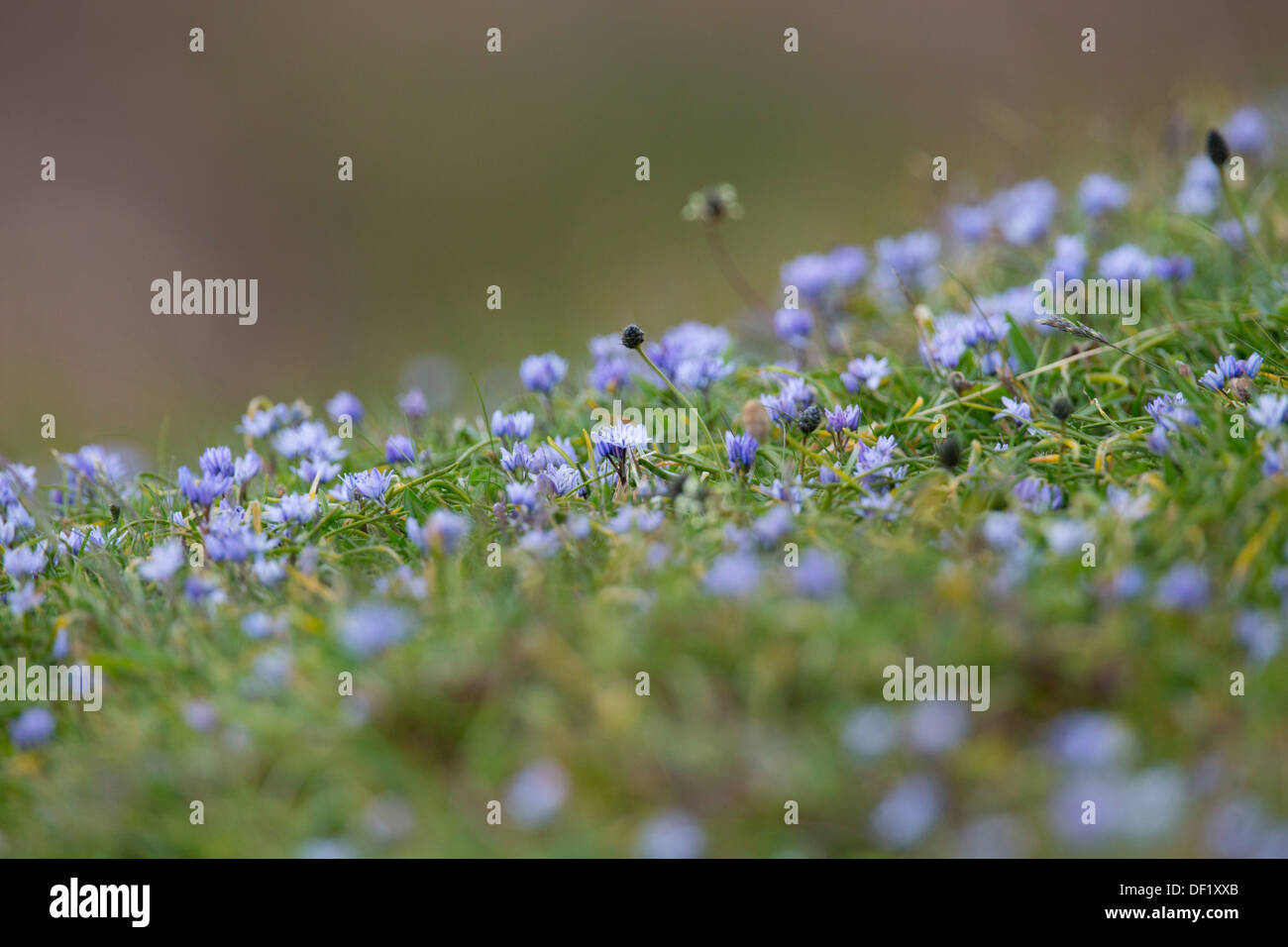 Spring Squill; Scilla verna; Flowers; Cornwall; UK Stock Photo - Alamy