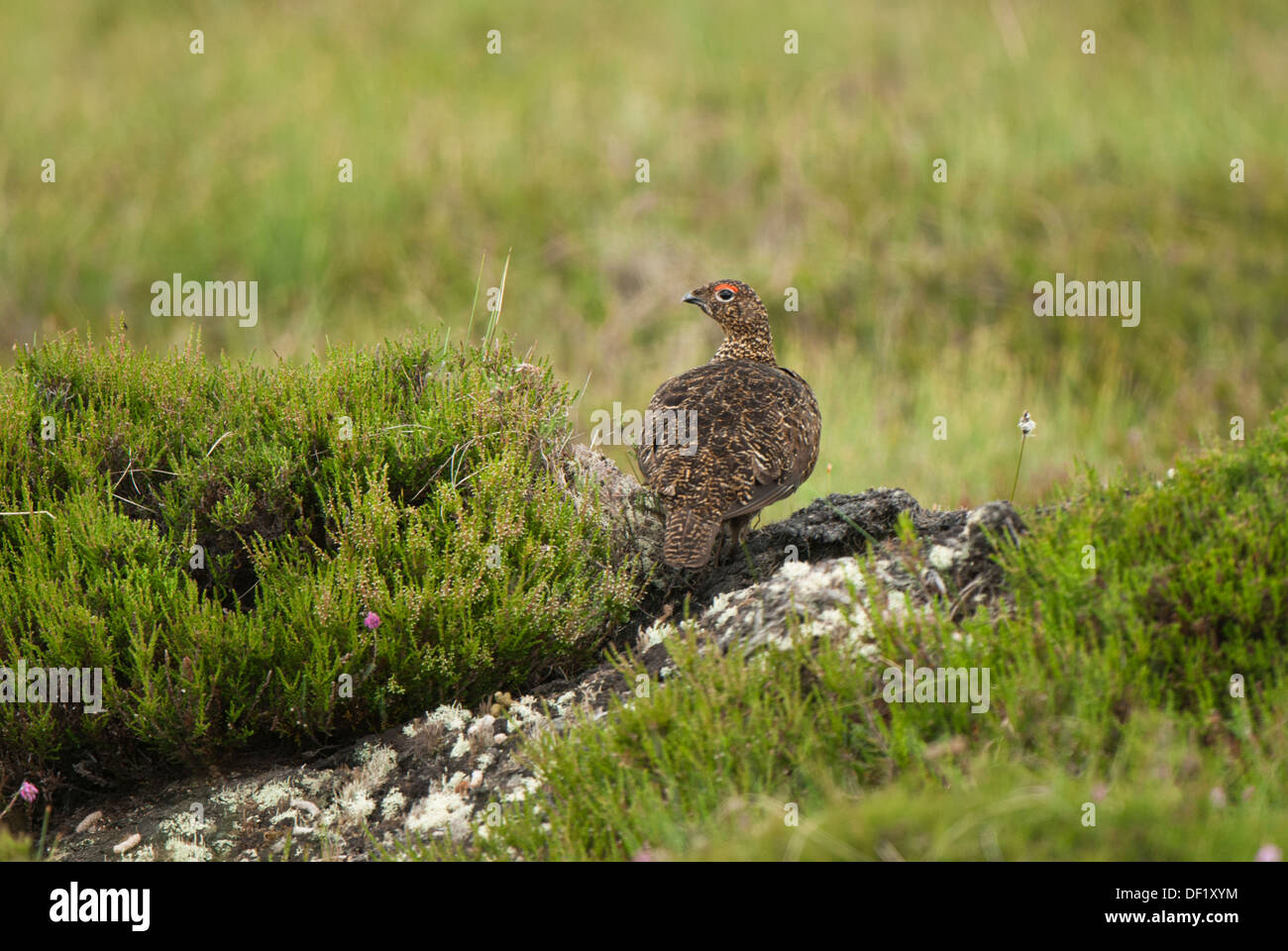 Female Red Grouse in Heather habitat Stock Photo - Alamy
