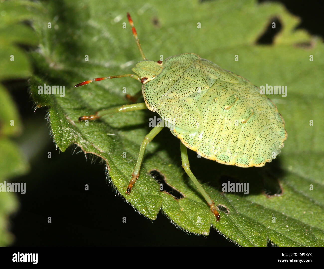 Close-up of a nimph of the Green Shield Bug (Palomena prasina) posing ...