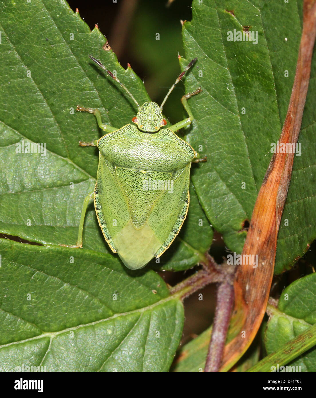 Close up mature adult green shield hi-res stock photography and images ...