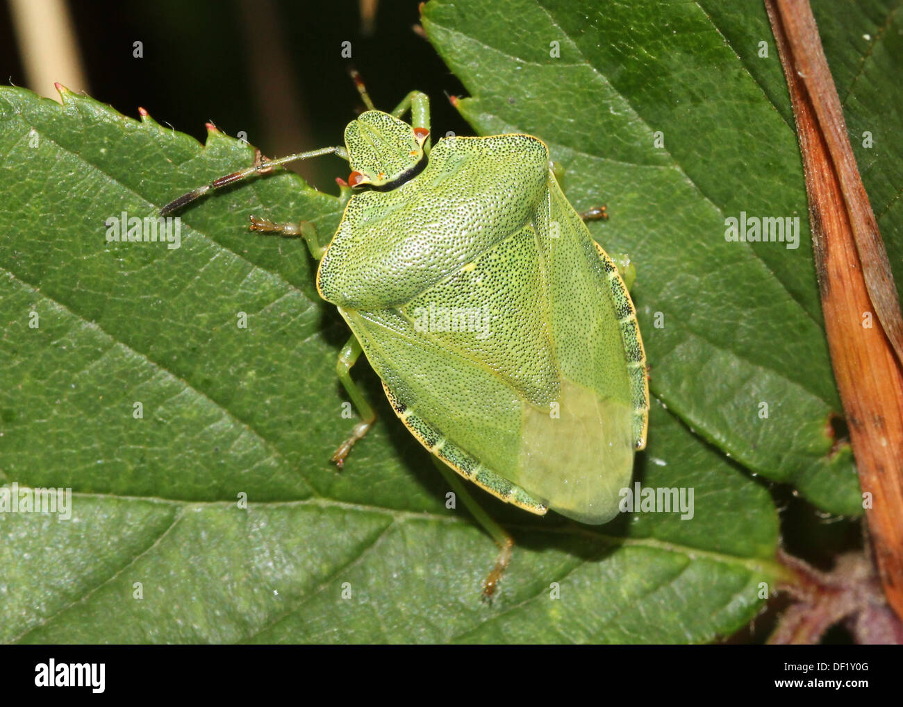 Close up mature adult green shield hi-res stock photography and images ...