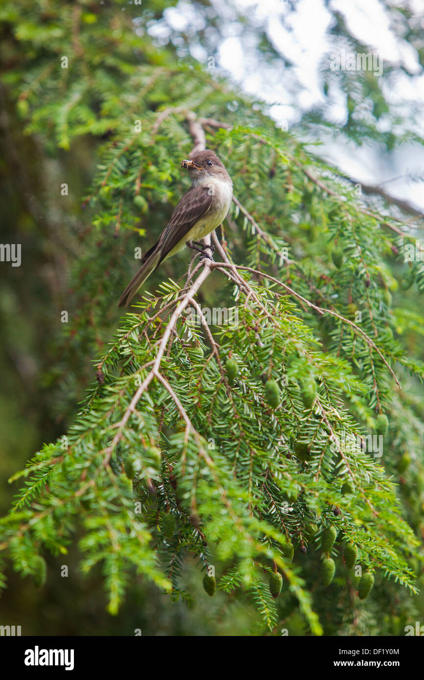 Tyrranidae hi-res stock photography and images - Alamy