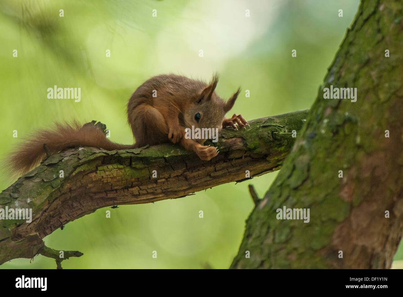 Red Squirrel grooming Stock Photo - Alamy