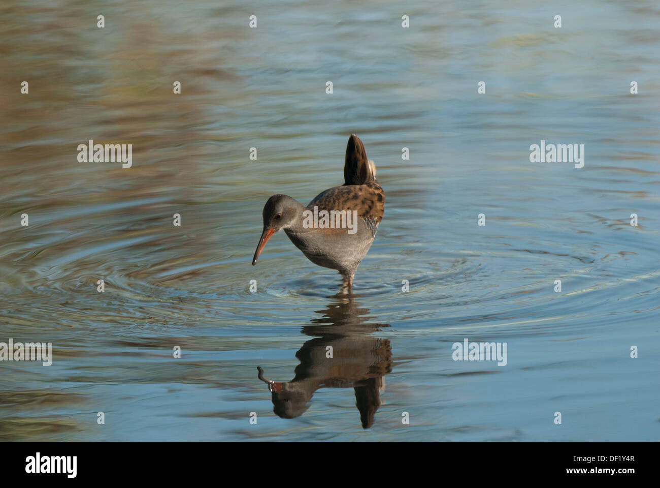 British water rail hi-res stock photography and images - Alamy