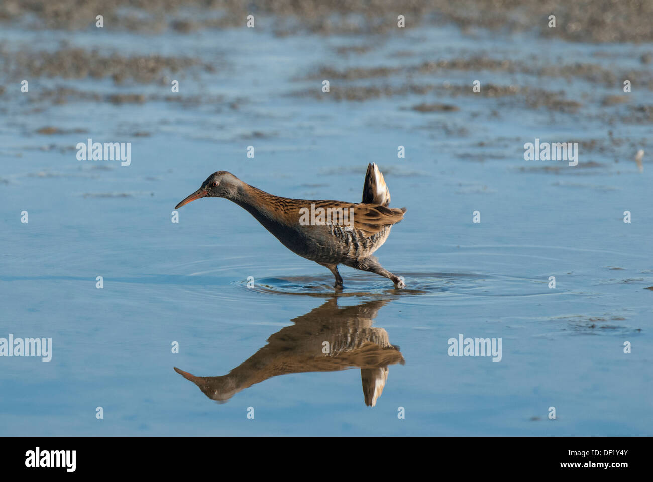 Water Rail in water Stock Photo - Alamy