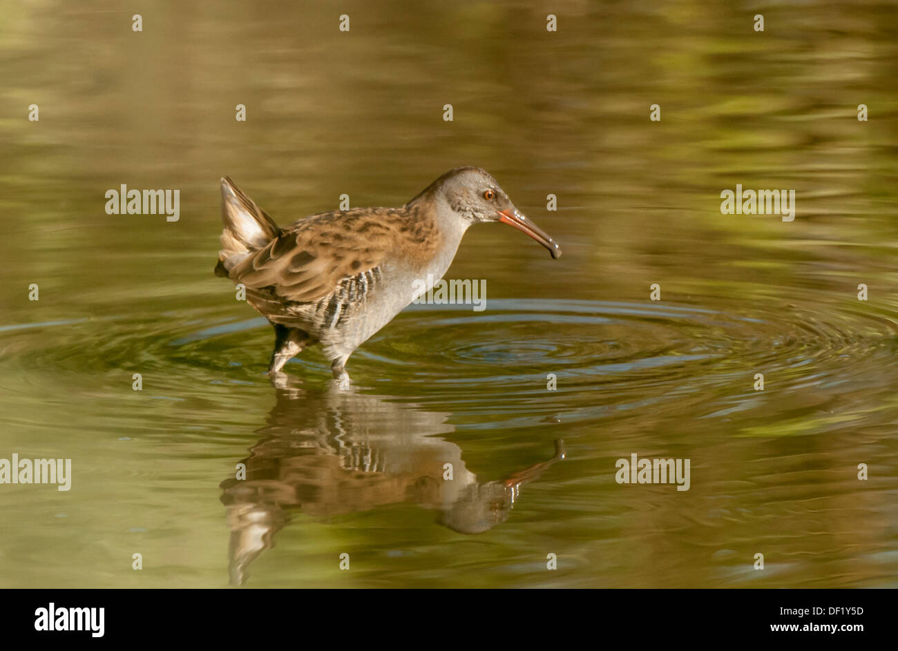 Water Rail in water Stock Photo - Alamy