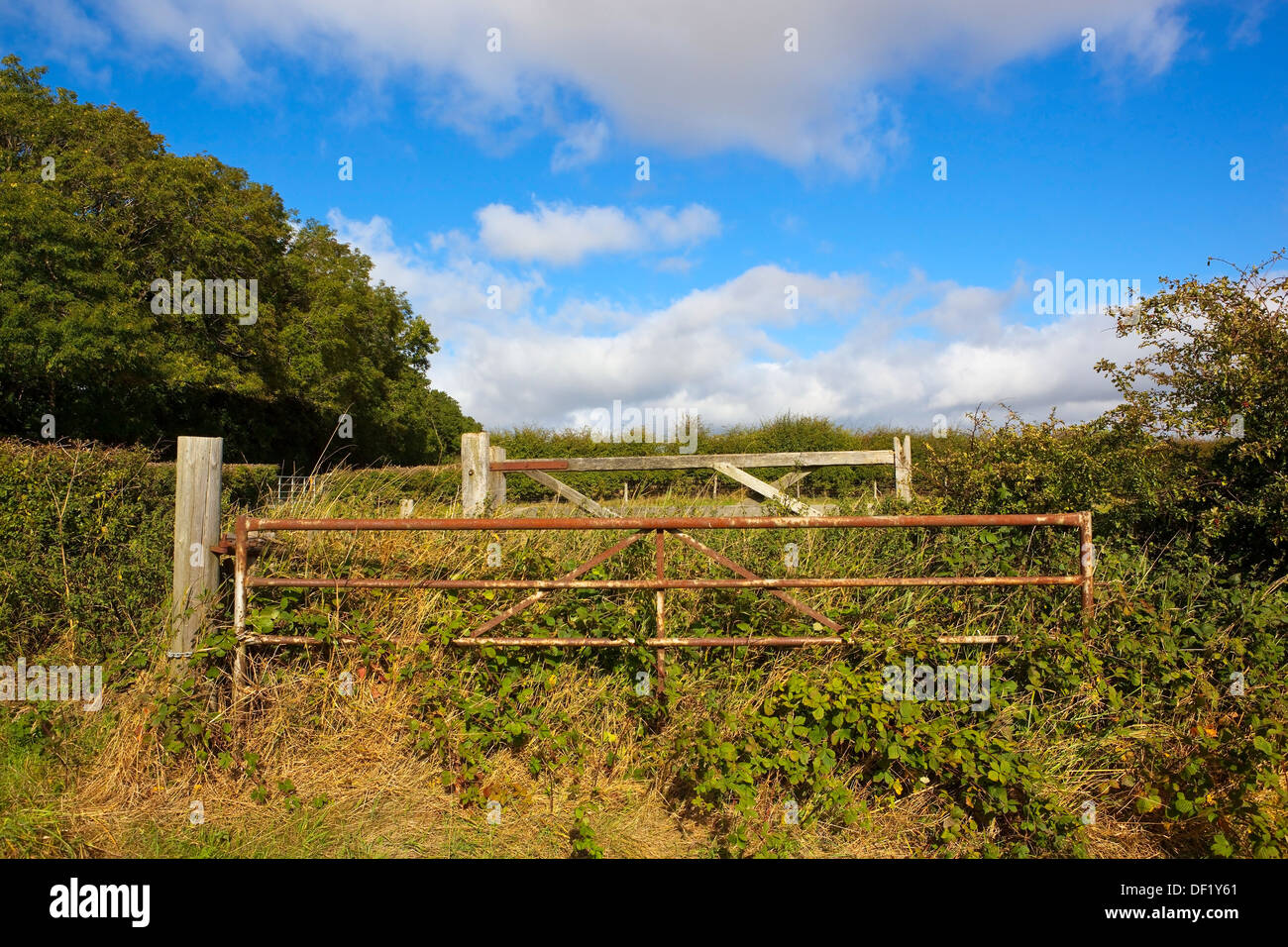 Metal and traditional wooden gates with trees and overgrown hedgerows ...