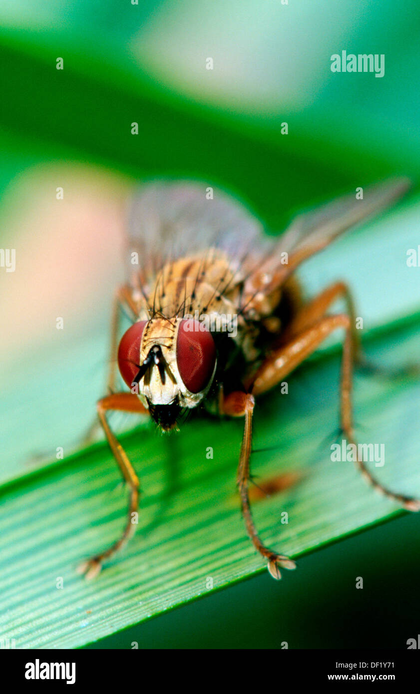 Chrysops sp hi-res stock photography and images - Alamy