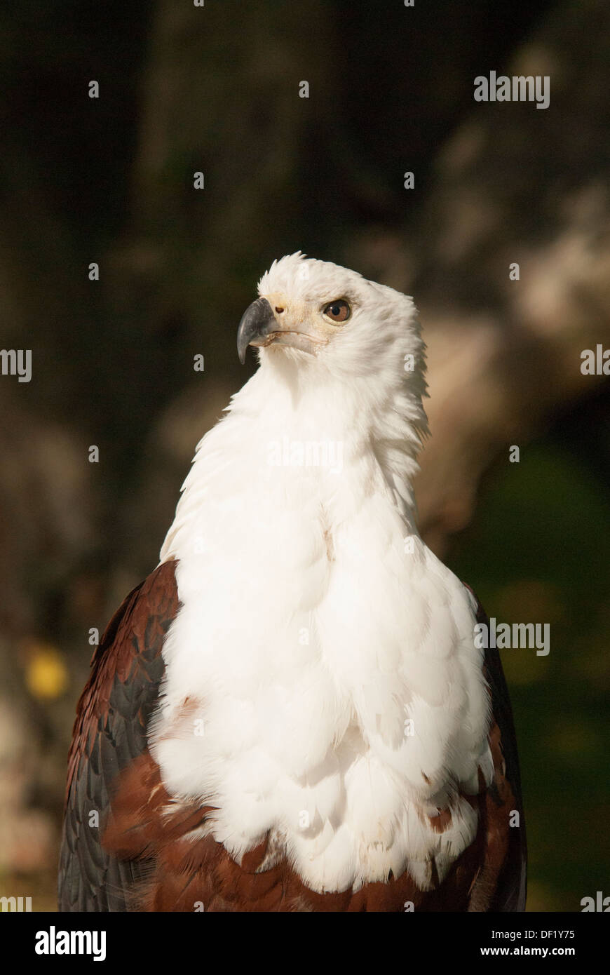 Portrait of Fish Eagle Stock Photo - Alamy