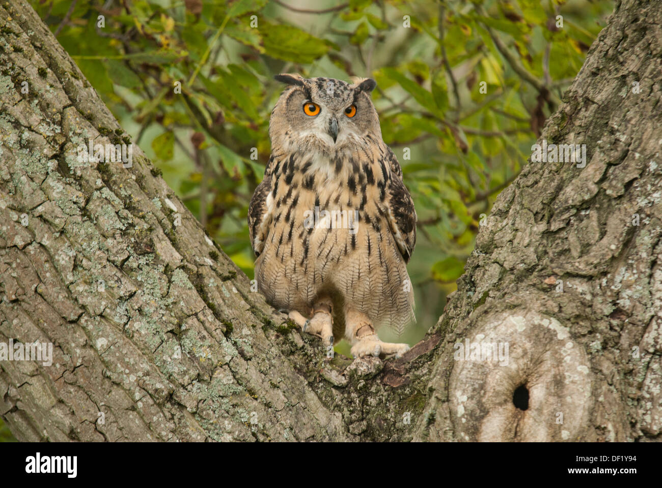 Owl in tree Stock Photo - Alamy