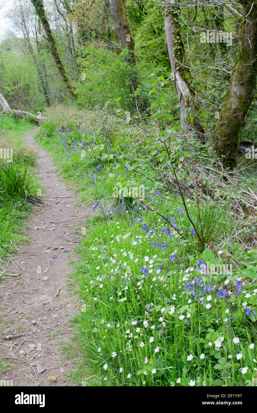 Stara Woods; Spring; Cornwall; UK Stock Photo - Alamy