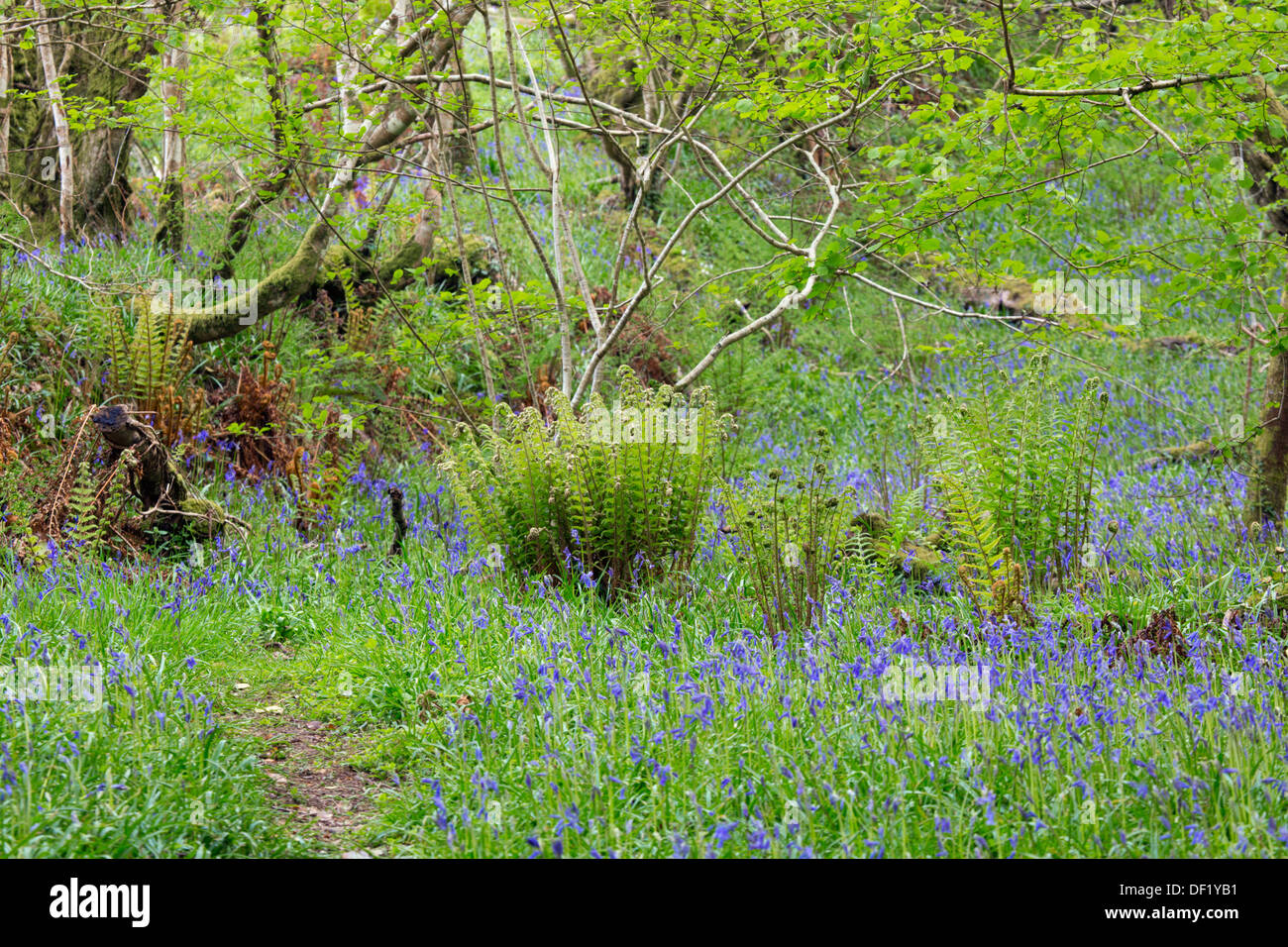 Stara Woods; Spring; Cornwall; UK Stock Photo - Alamy