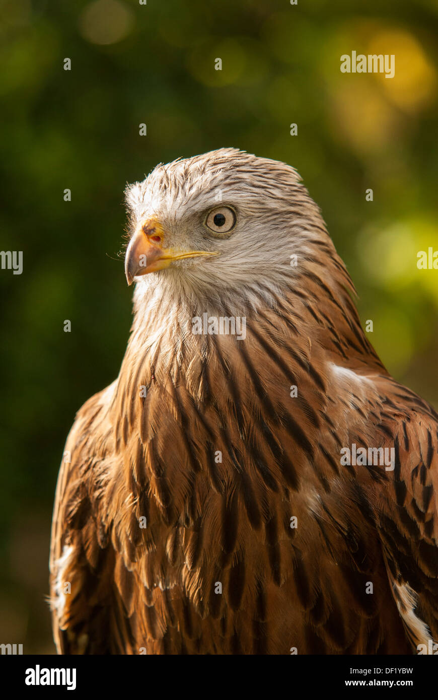 Falconers bird hi-res stock photography and images - Alamy