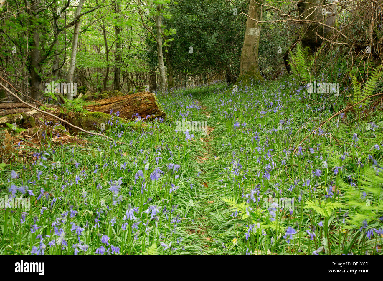 Stara Woods; Spring; Cornwall; UK Stock Photo - Alamy