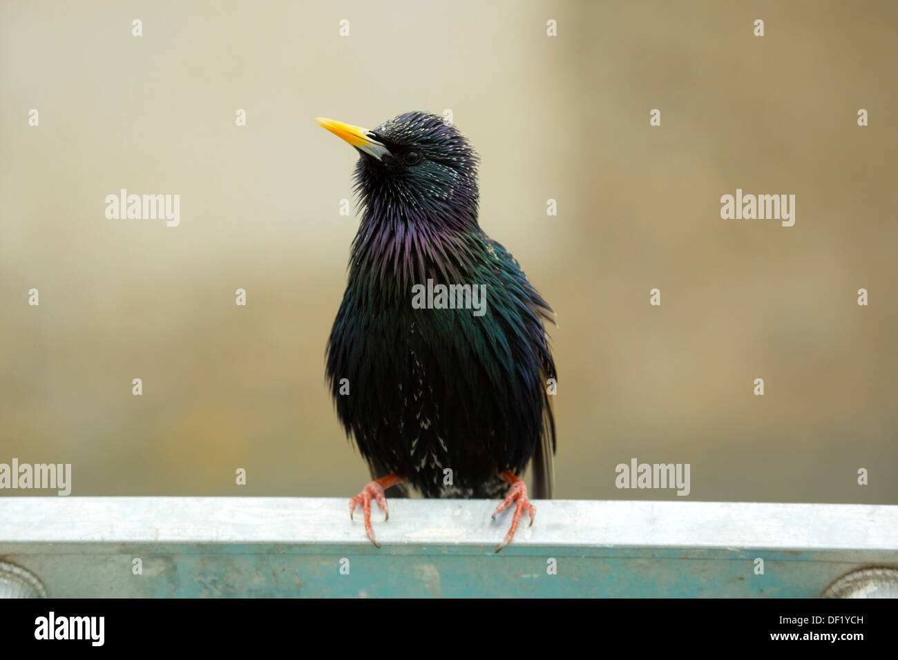 Starling; Sturnus vulgaris; Cornwall; UK Stock Photo - Alamy