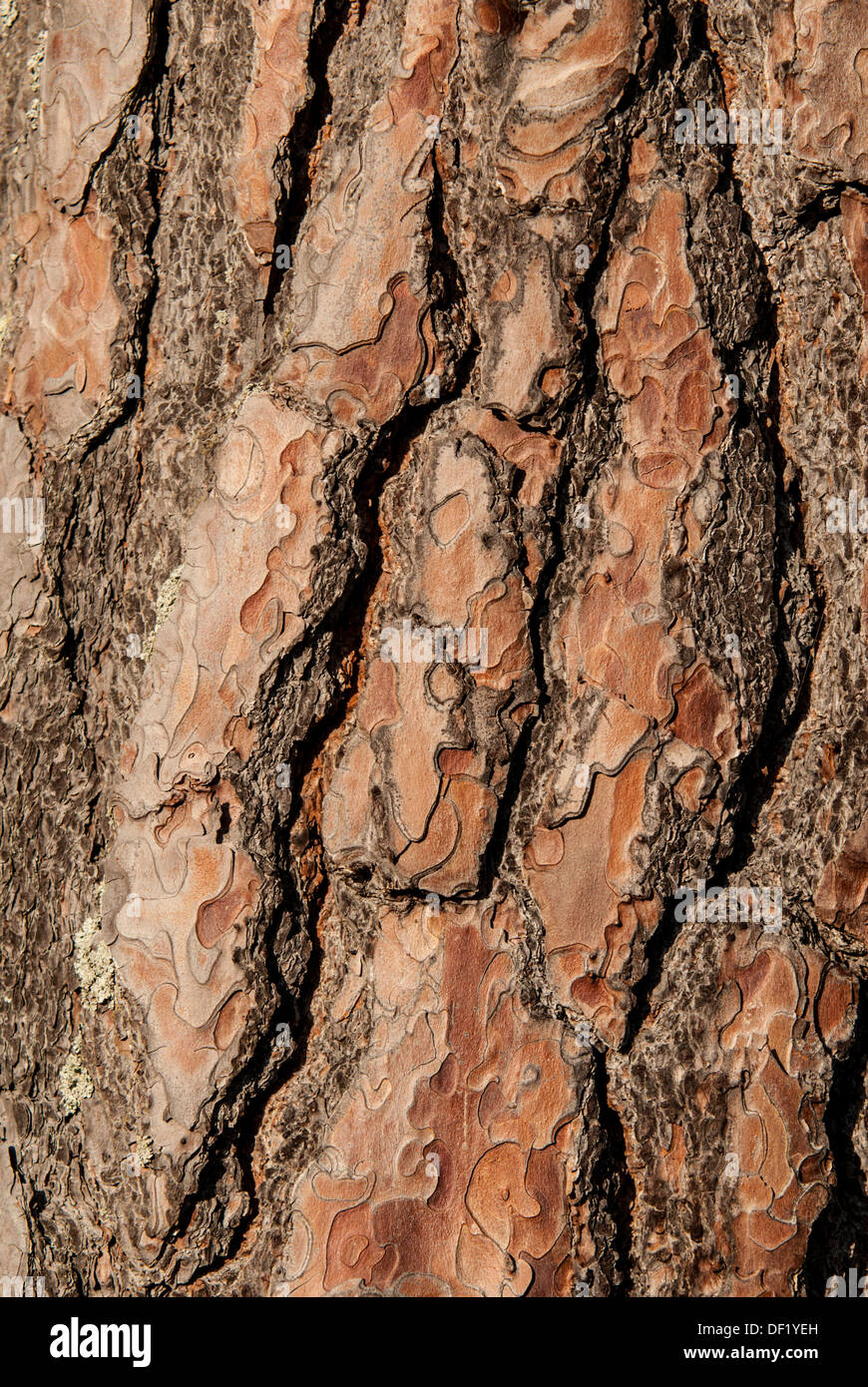 Tree Bark in close up Stock Photo - Alamy