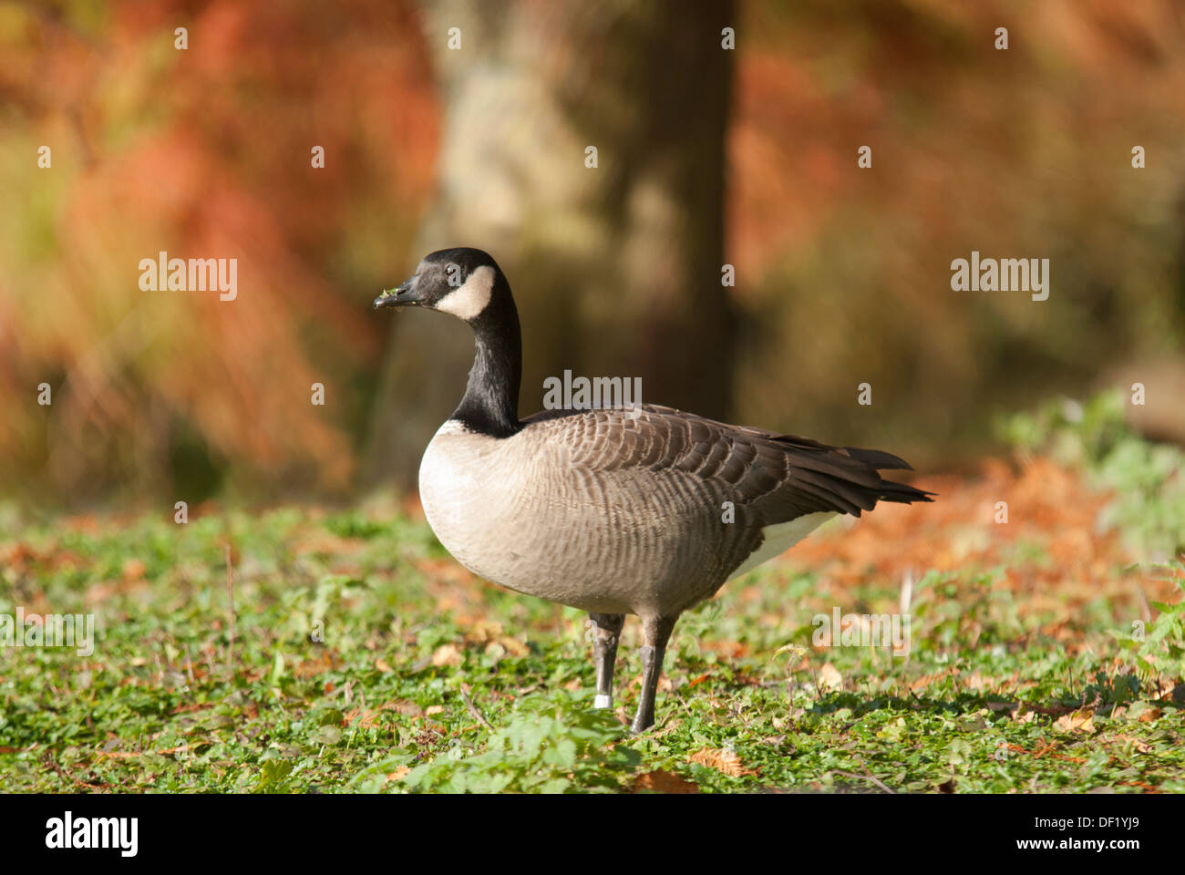 Canada goose canadensis walking on hi-res stock photography and images ...