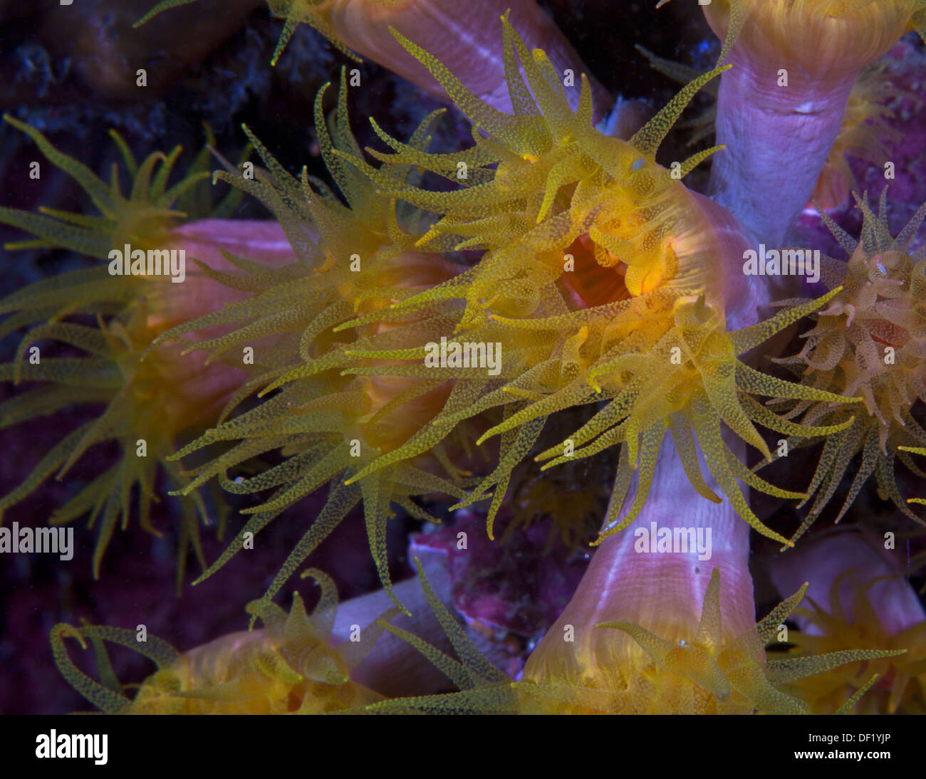 Purple corals hi-res stock photography and images - Alamy