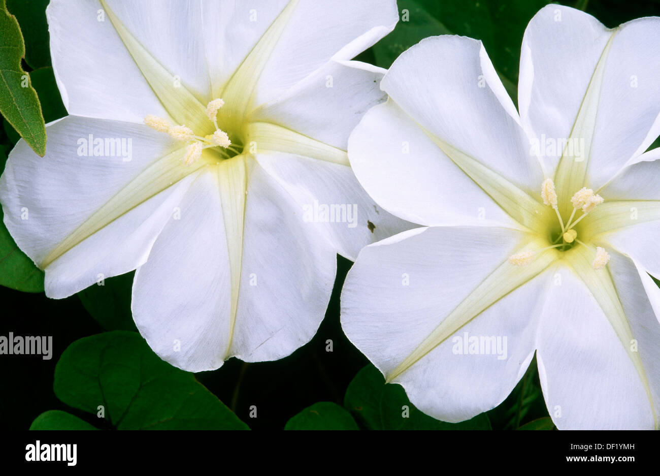 Everglades morning glory hi-res stock photography and images - Alamy