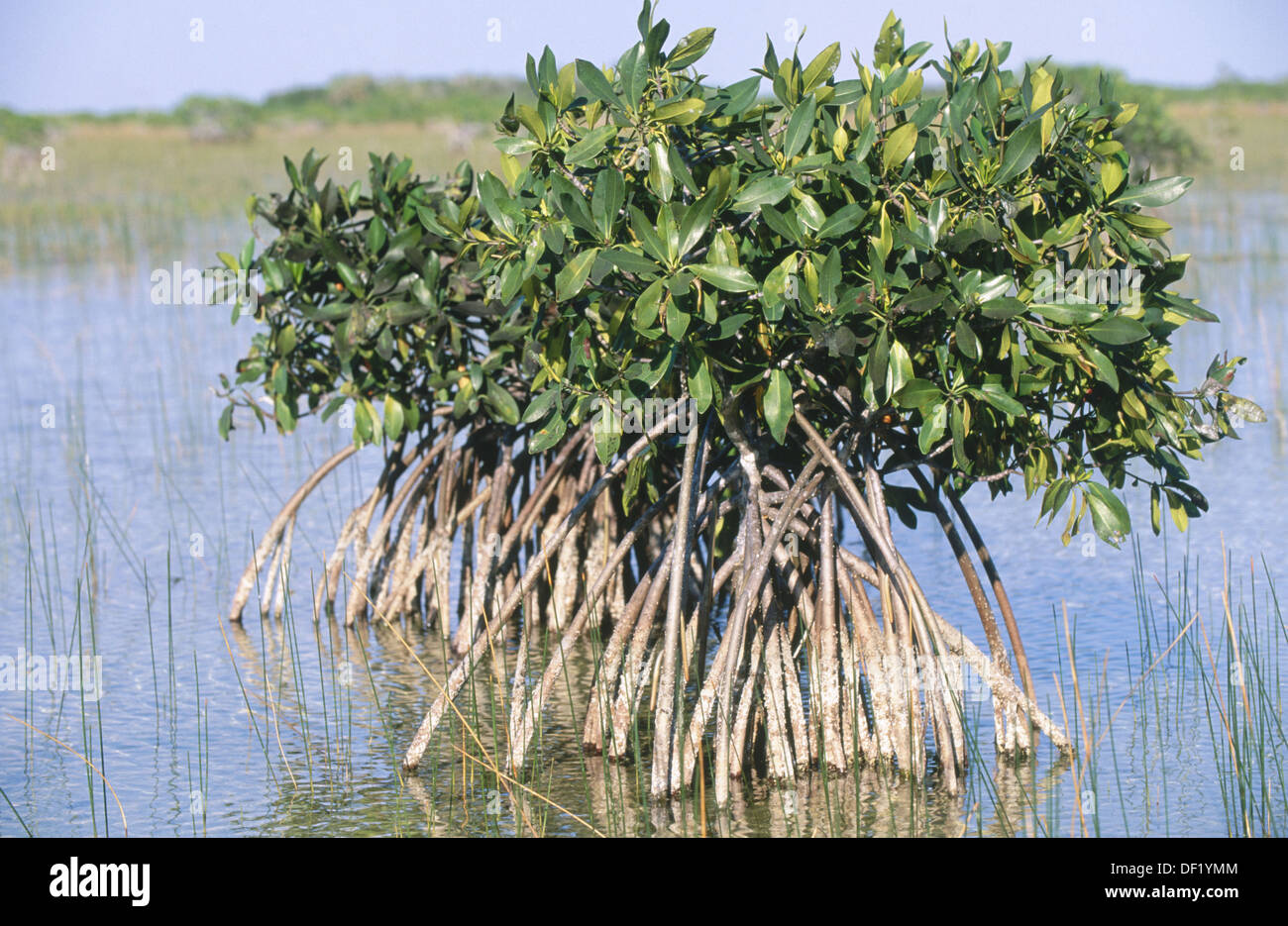 Swamp Red Mangrove Rhizophora Mangle High Resolution Stock Photography ...