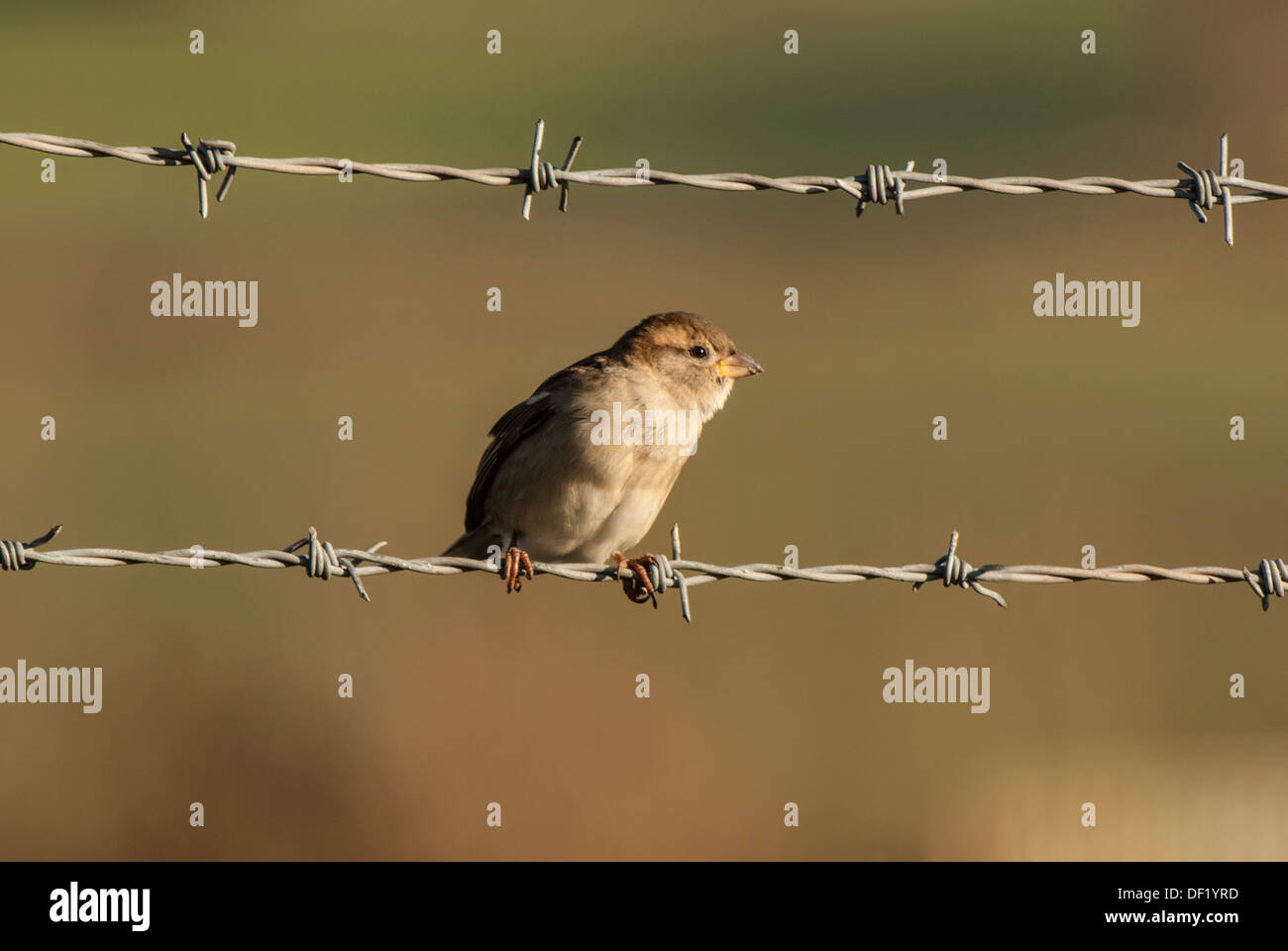 Female House Sparrow on Barbed Wire Fence Stock Photo - Alamy