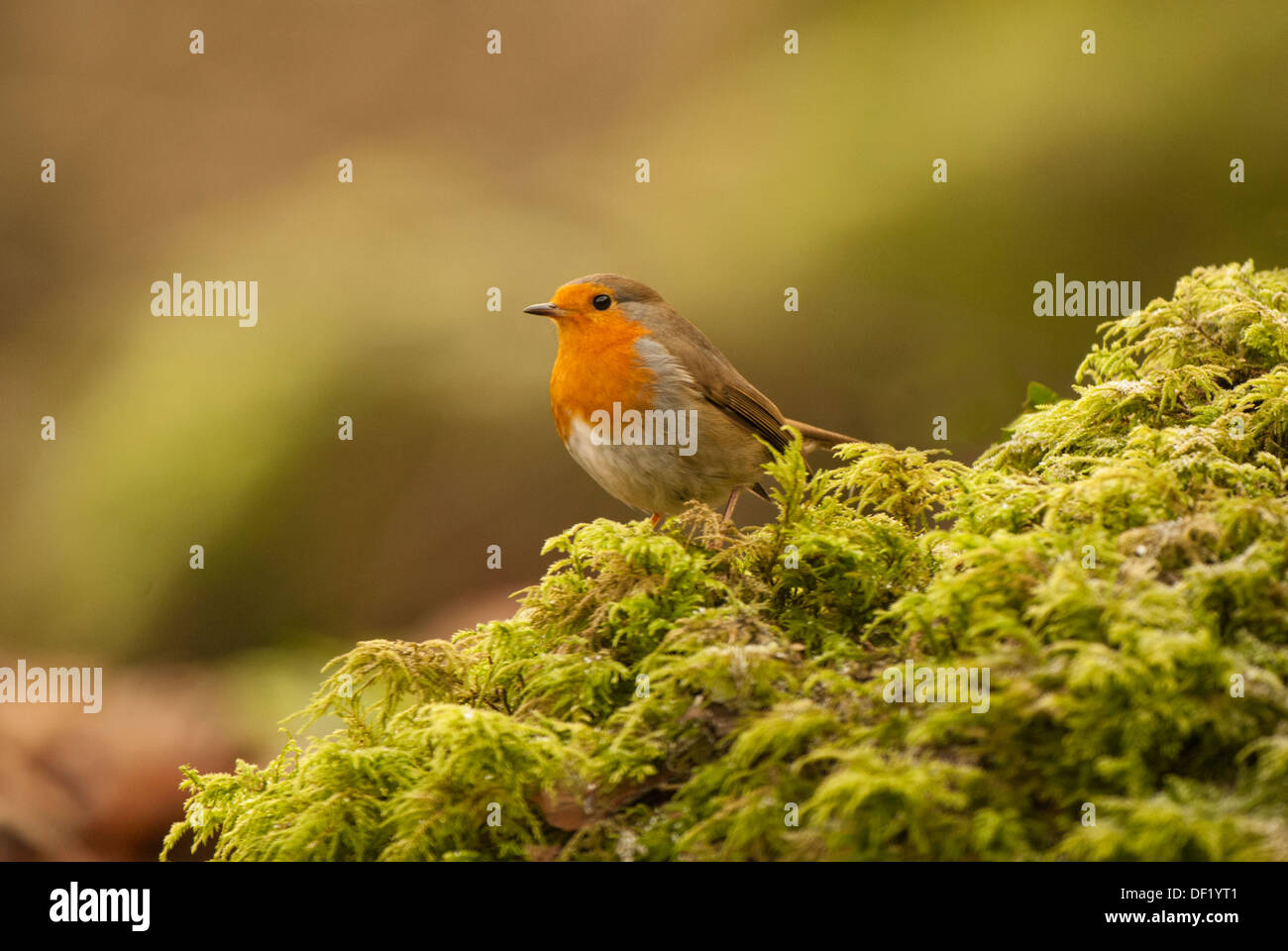 Erithicus rubecula hi-res stock photography and images - Alamy