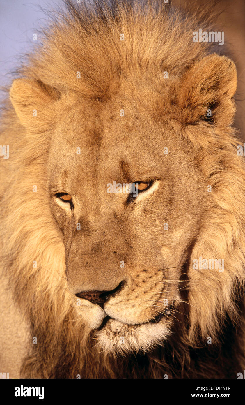 Captive at game farm namibia hi-res stock photography and images - Alamy