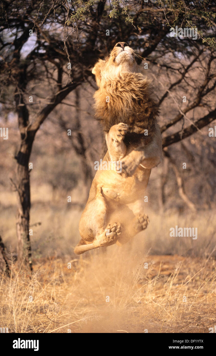 Jumping of the lion hi-res stock photography and images - Alamy