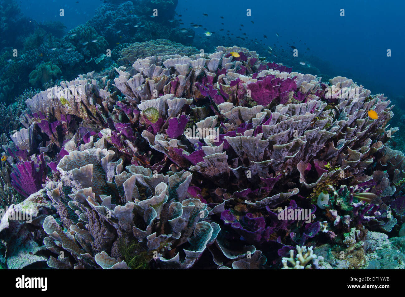 Seascape featuring reef with plate coral colony in various shades of ...