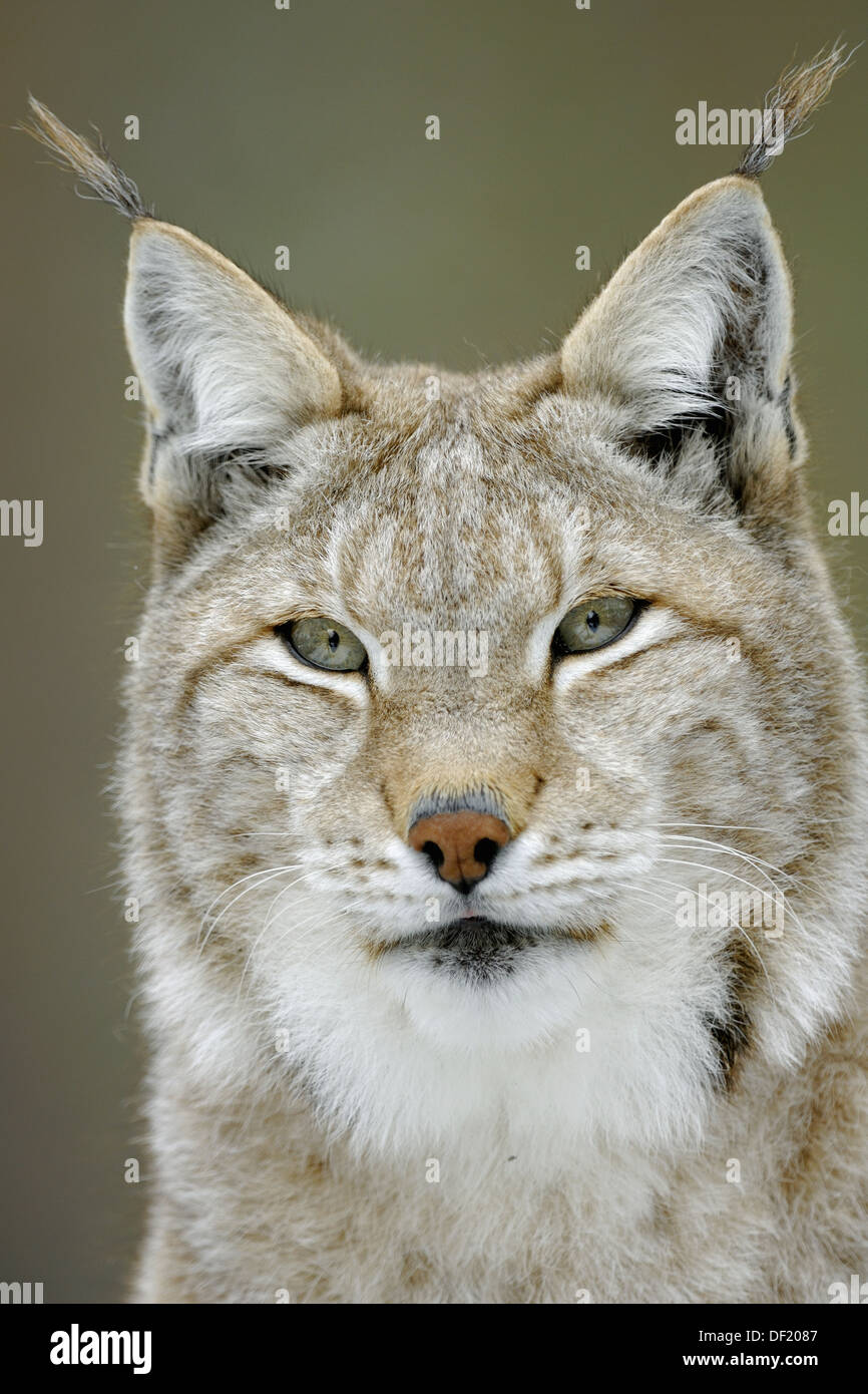 Eurasian lynx lynx lynx finland hi-res stock photography and images - Alamy