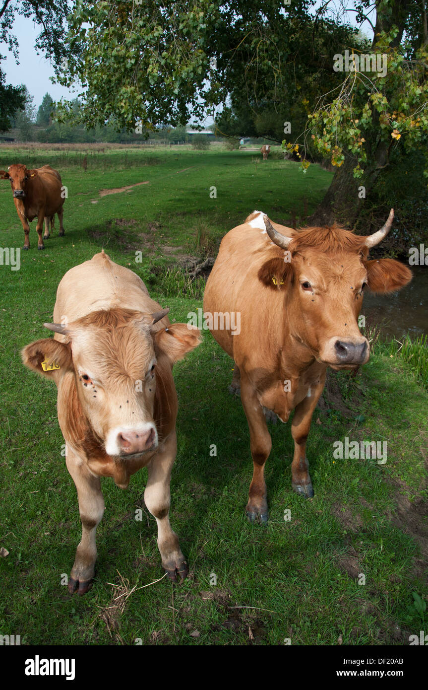 Horned cows hi-res stock photography and images - Alamy