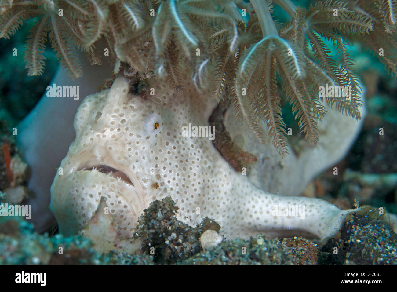 Frogfish coral hi-res stock photography and images - Alamy