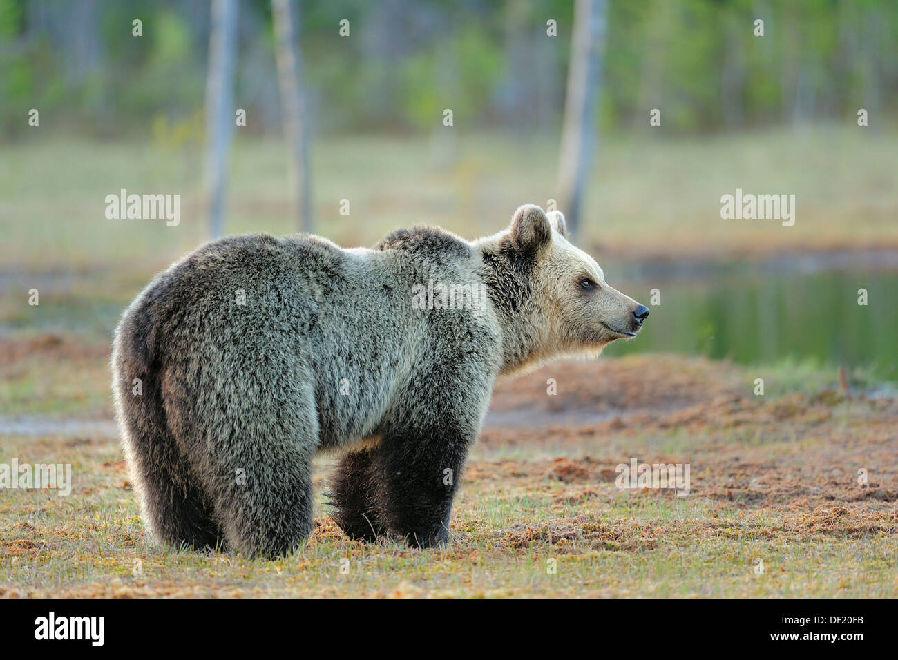 European Brown Bear (Ursus arctos), Finland Stock Photo - Alamy