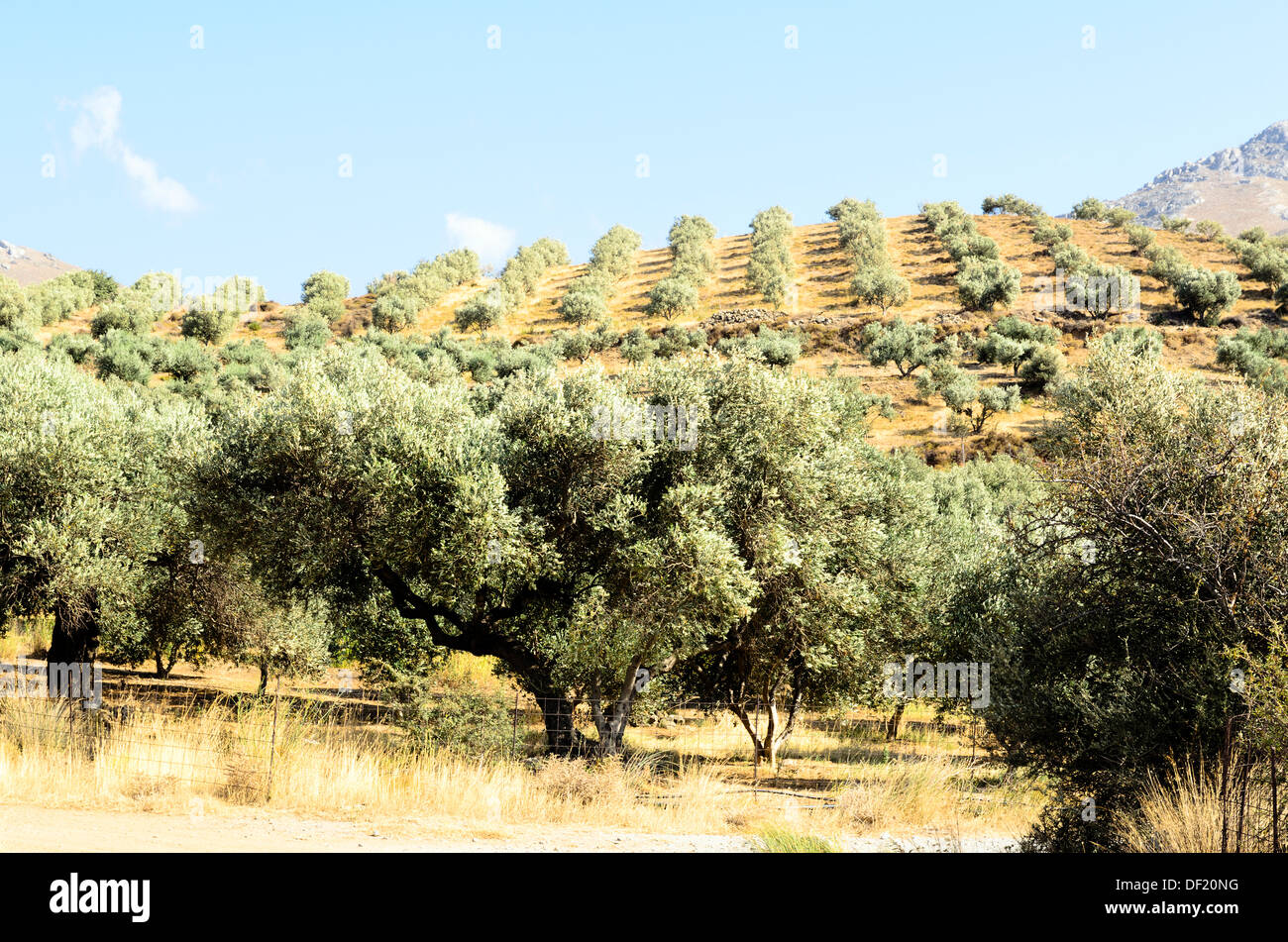 Olive trees in the province og Rethymno - Crete, Greece Stock Photo - Alamy