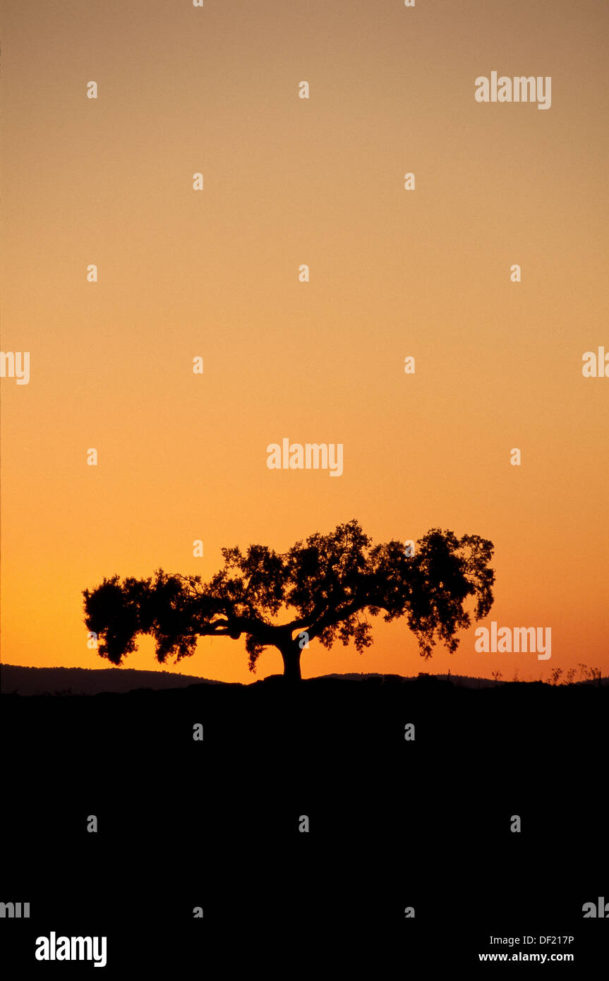 Silver Oak Tree High Resolution Stock Photography and Images - Alamy