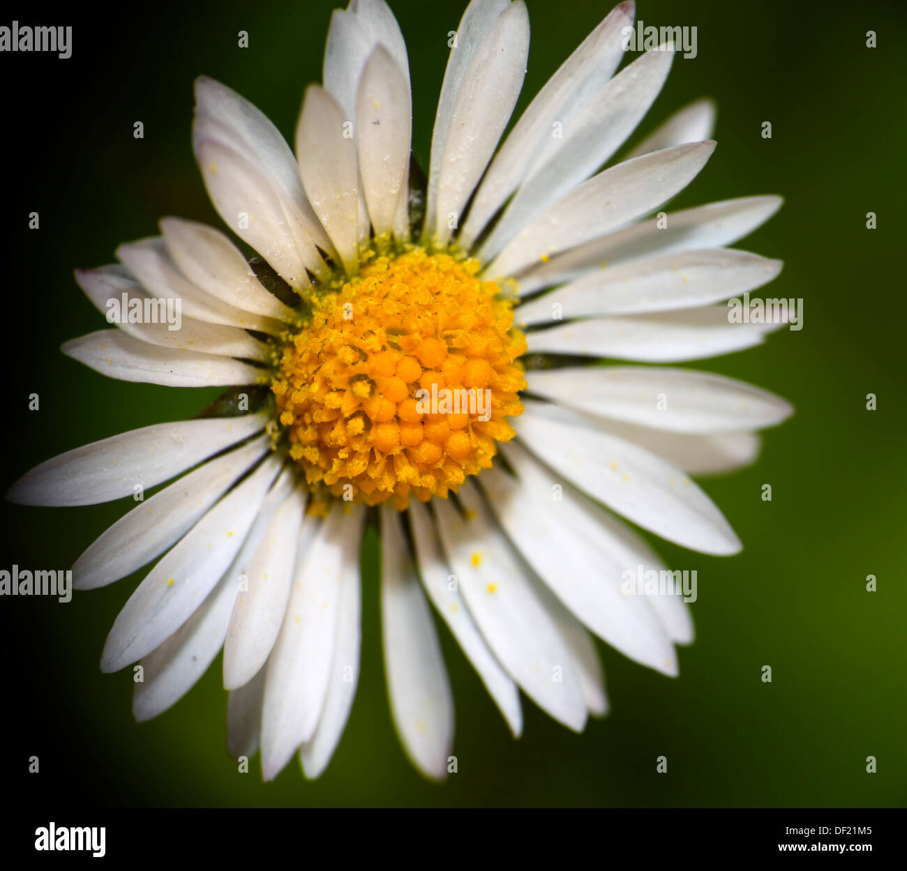 Close up of a daisy flower Stock Photo - Alamy