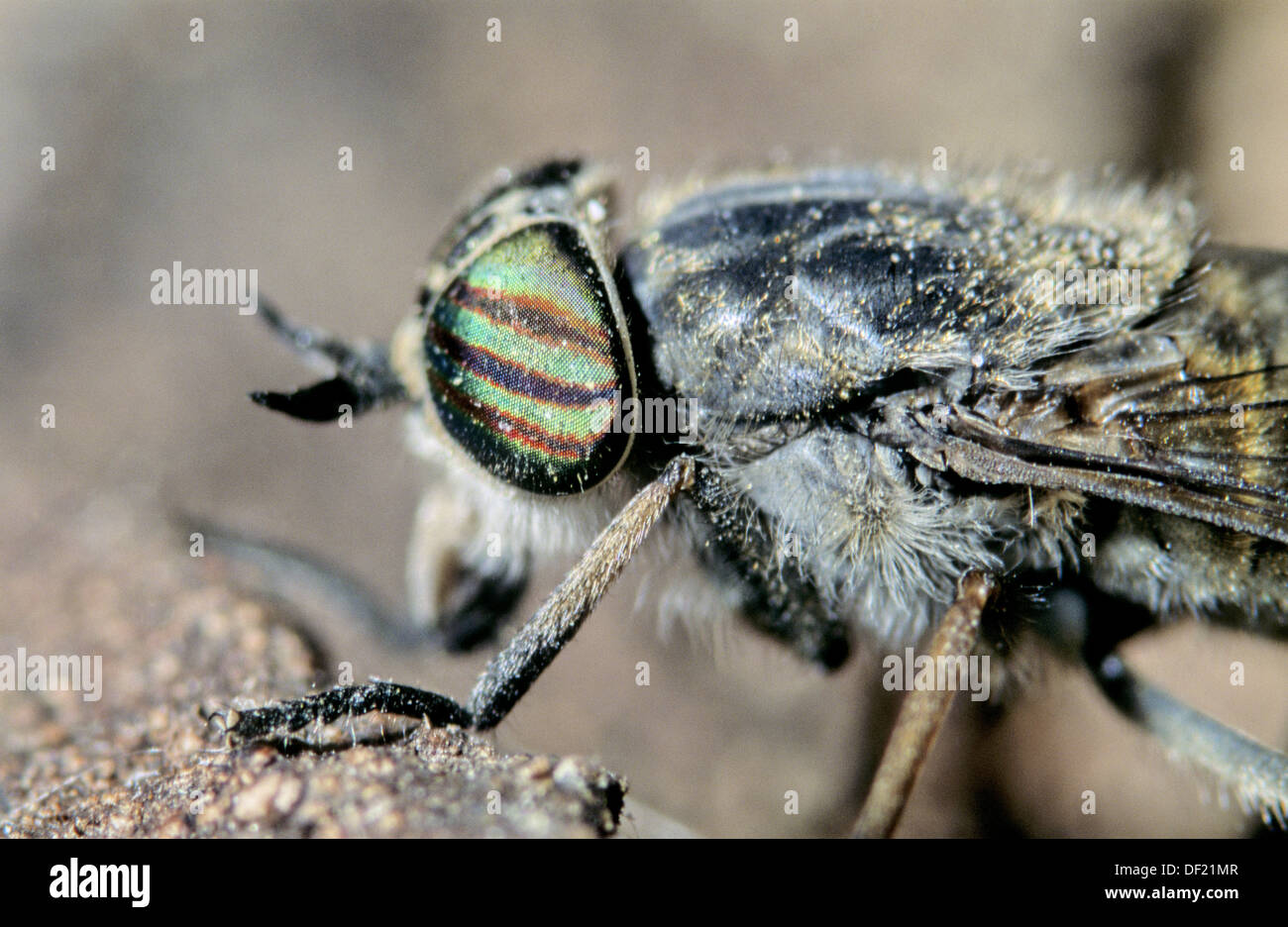 Tabanus Bovinus High Resolution Stock Photography and Images - Alamy